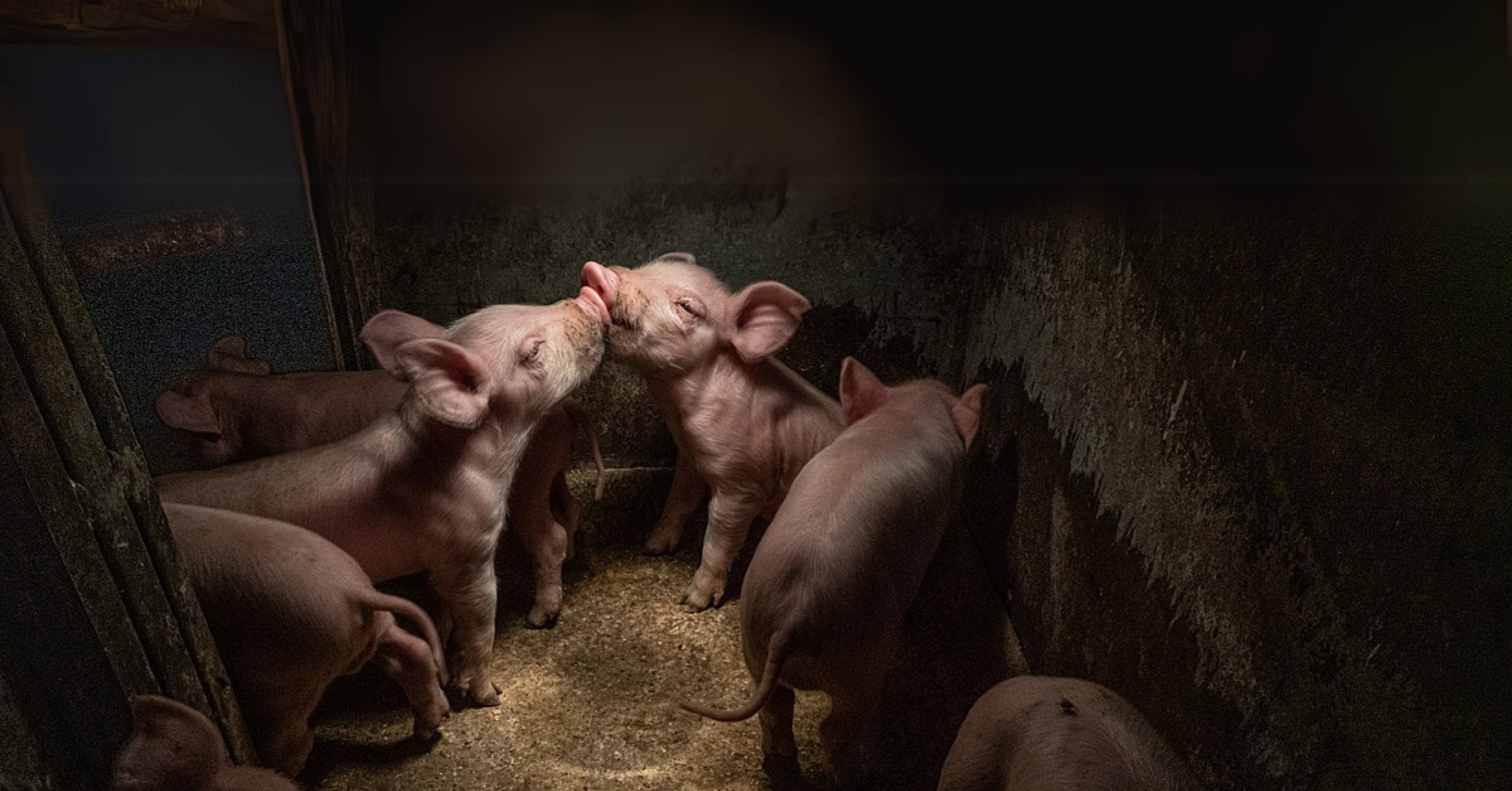 2003 - Création de We Animals - Animal timeline